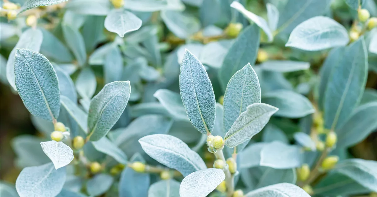 Salix helvetica