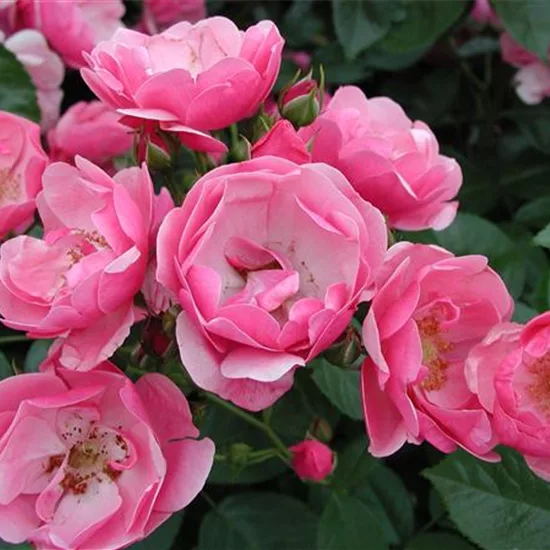 Rosa (Bodendeckerrose) 'The Fairy'