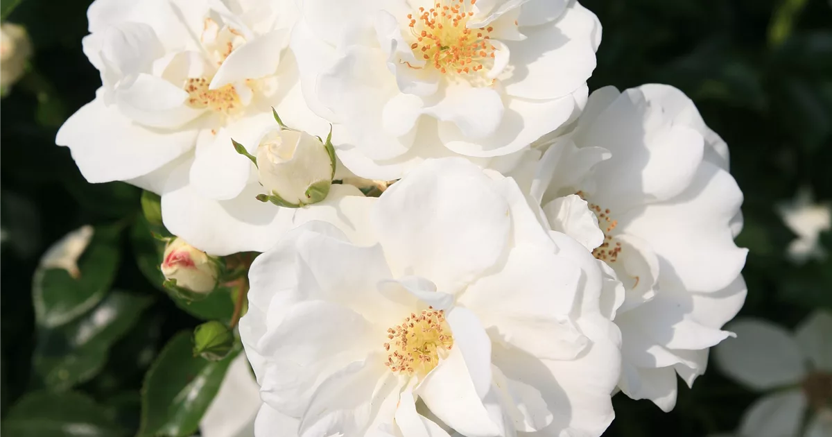 Rosa (Bodendeckerrose) 'Innocencia'