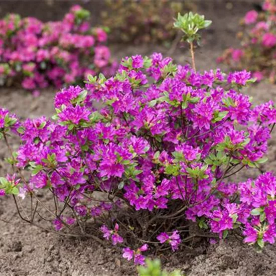Rhododendron (Japanische Azalee) 'Hino Crimson'