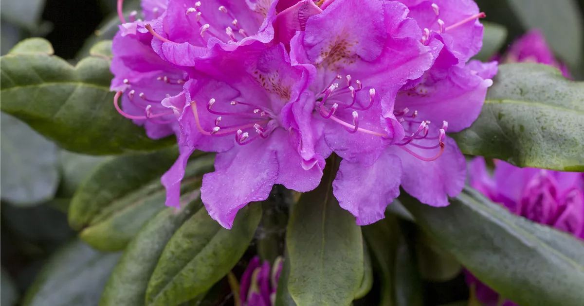 Rhododendron (Cat-Grp) 'Lee's Dark Purple'