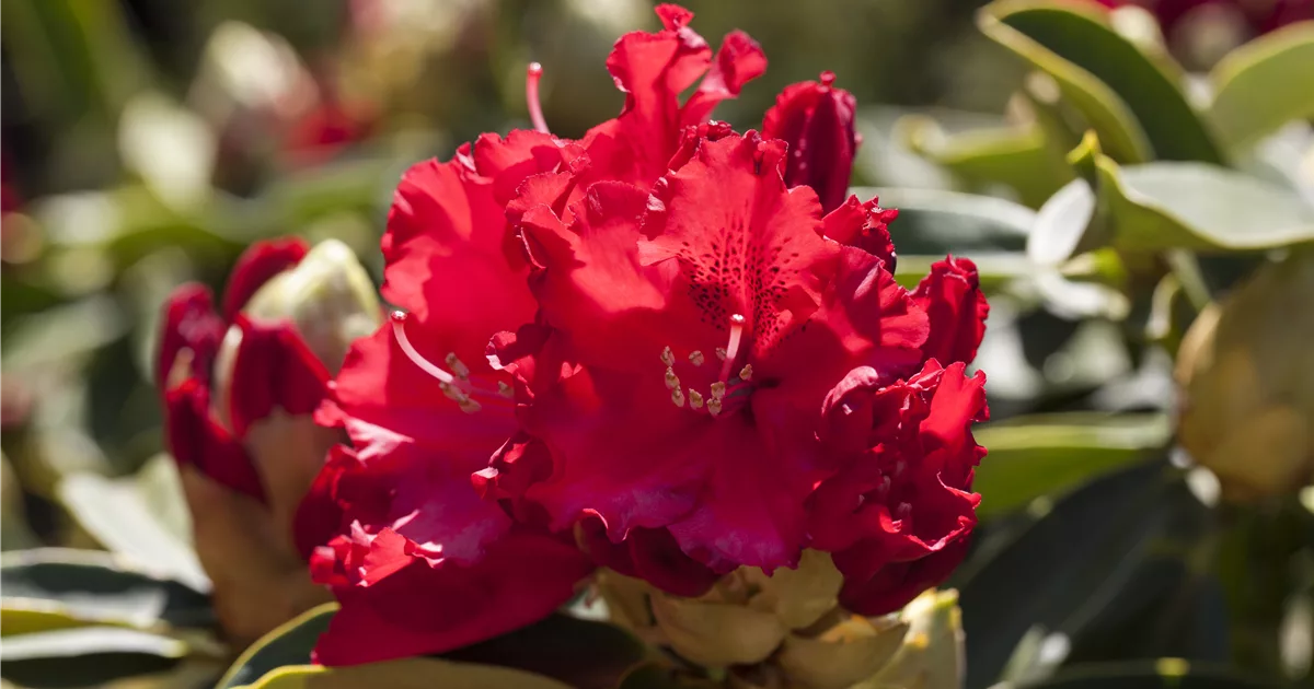 Rhododendron (Arboreum-Gruppe) 'Wilgen's Ruby'