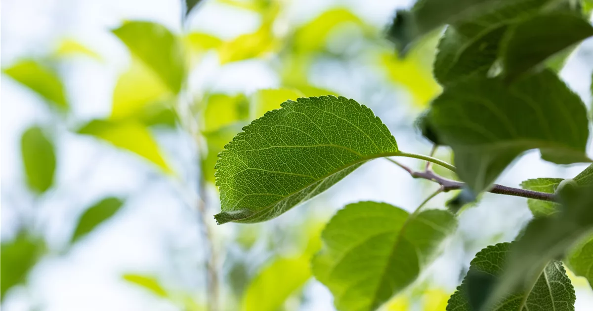 Malus (Apfel) 'Resi'