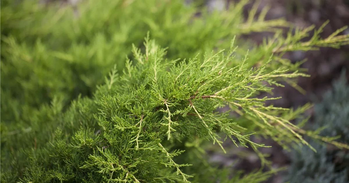 Juniperus pfitzeriana (x) 'Gold Coast'