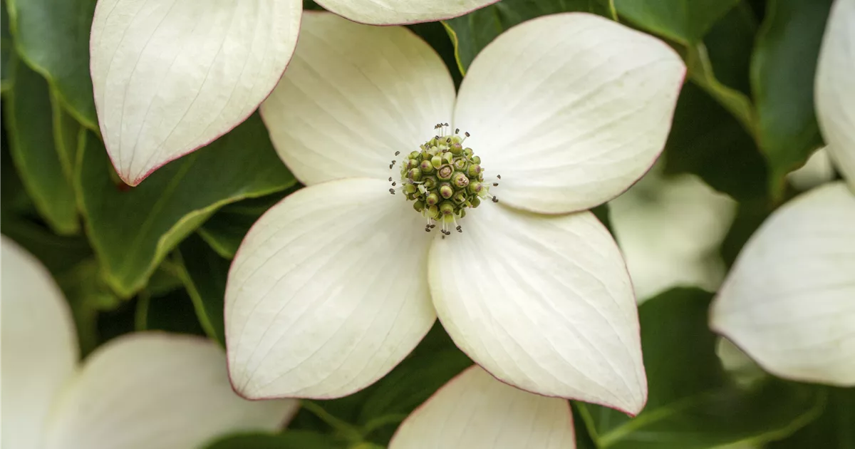 Cornus kousa 'Wieting's Select'
