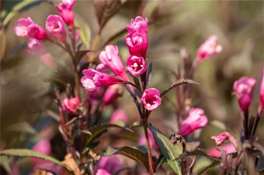 Weigela florida 'Pink Princess'