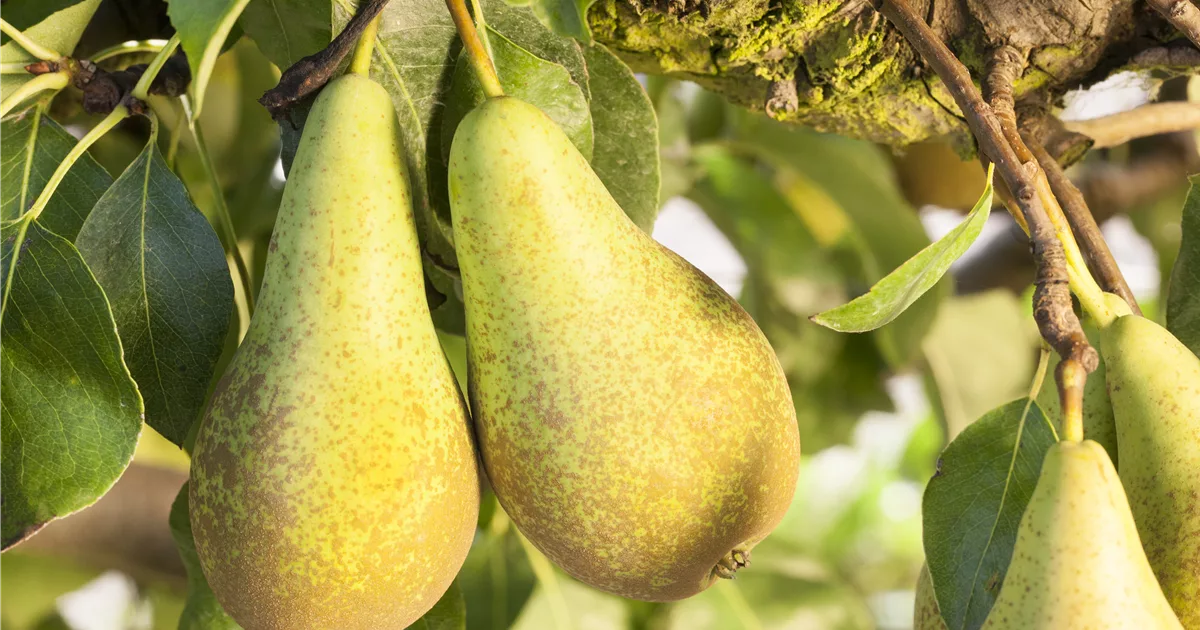 Pyrus (Birne) 'Concorde'