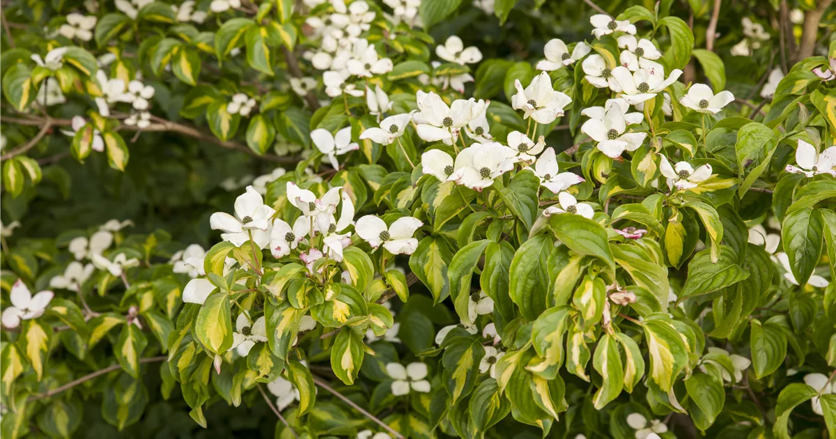 Cornus kousa 'Gold Star'