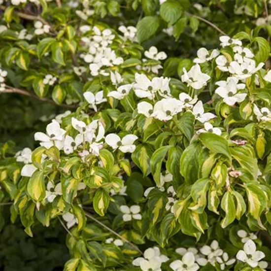 Cornus kousa 'Milky Way'
