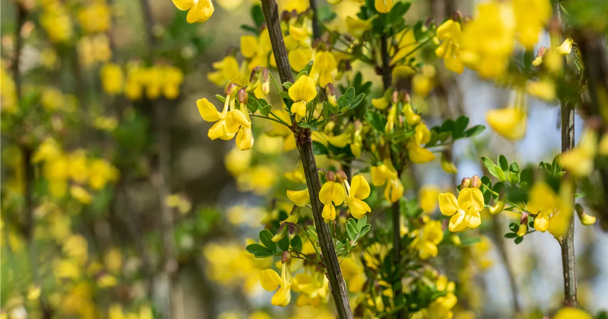 Hippocrepis emerus