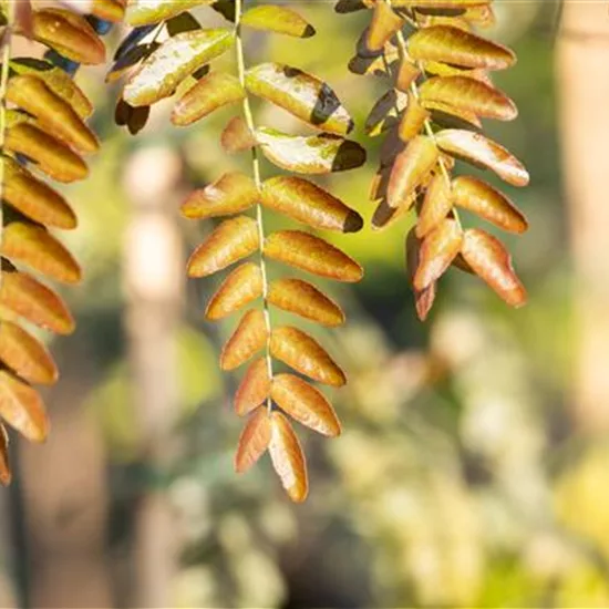 Gleditsia triacanthos 'Skyline'