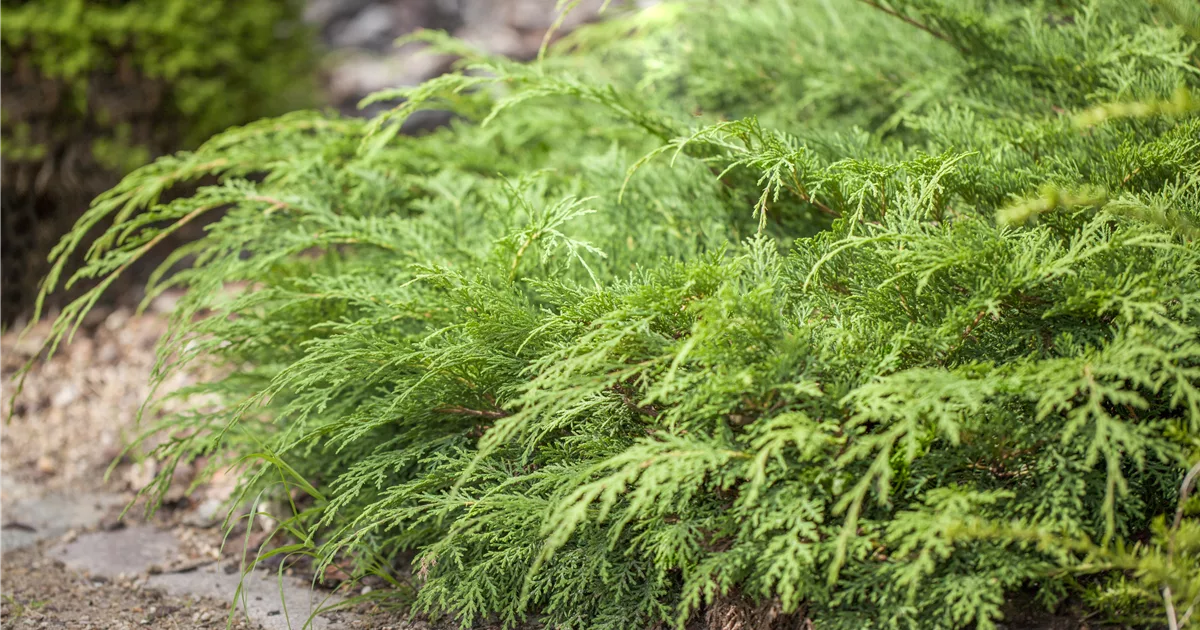 Microbiota decussata