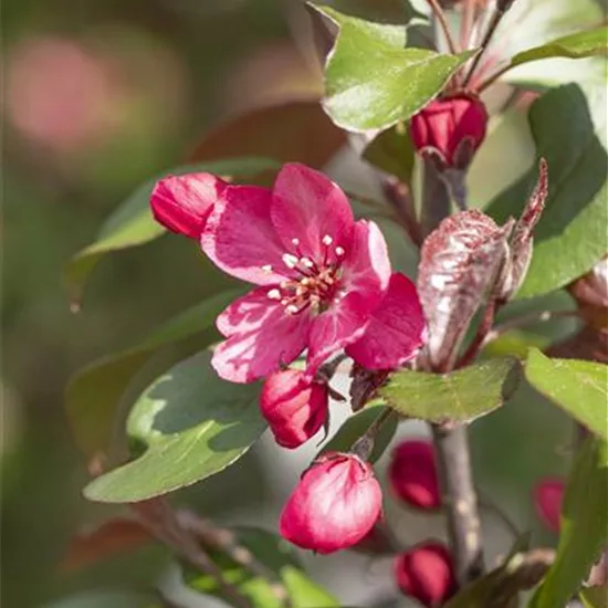 Malus 'Red Sentinel'