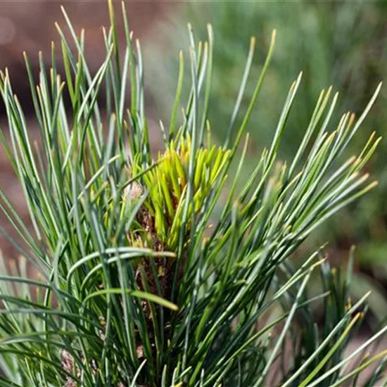 Pinus thunbergii 'Thunderhead'