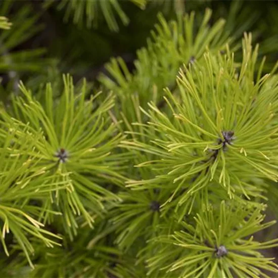 Pinus densiflora 'Pendula'
