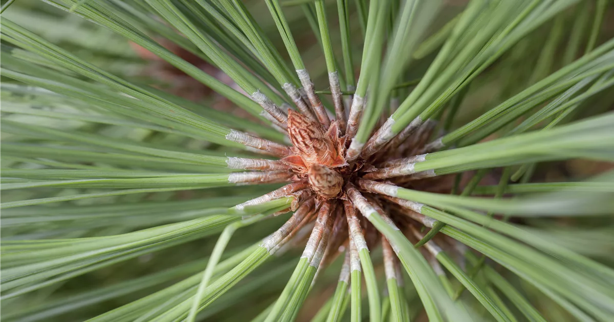 Pinus jeffreyi 'Joppi'