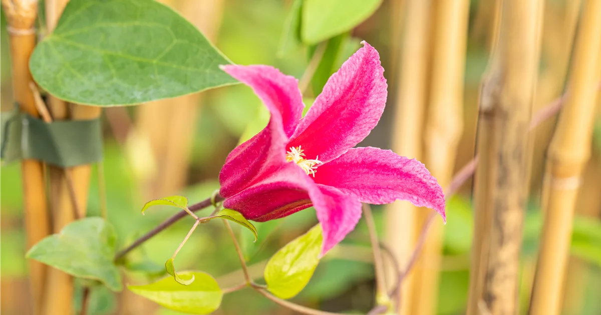 Clematis (Atragene-Gruppe) 'Ruby'