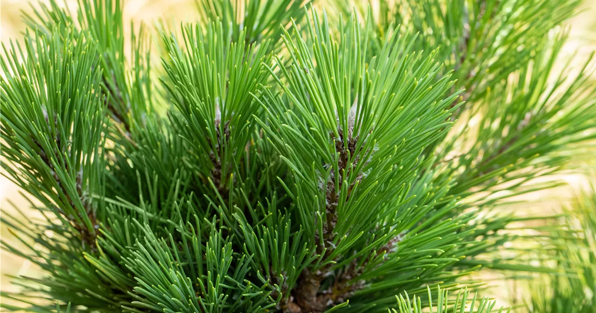 Pinus thunbergii 'Thunderhead'