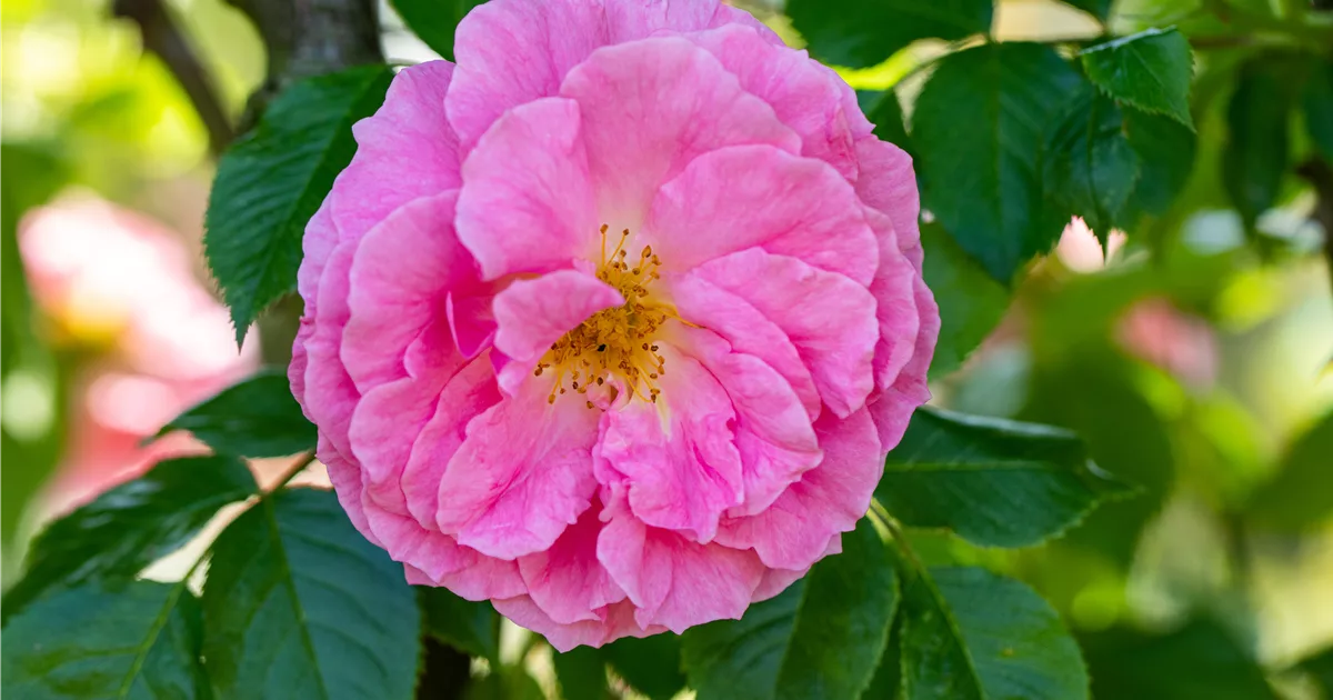 Rosa gallica