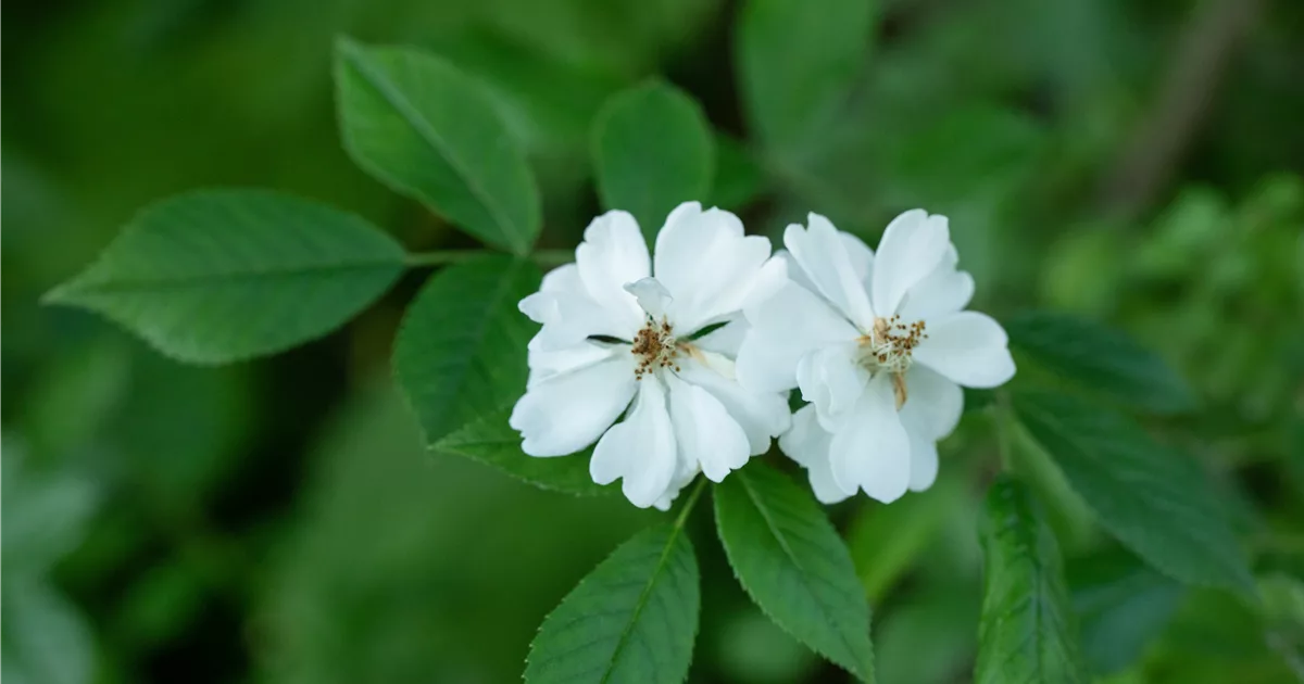 Rosa multiflora